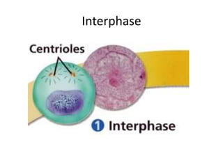 Ch. 3.1 Cell cycle overview | PPT