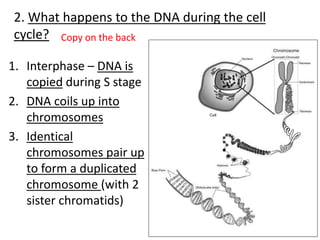 Ch. 3.1 Cell cycle overview | PPT
