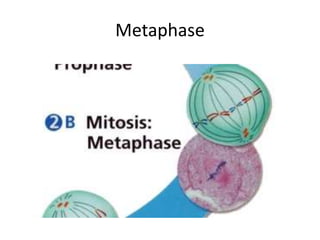 Ch. 3.1 Cell cycle overview (K) | PPTX