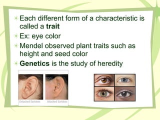 3.1 mendel´s work | PPT