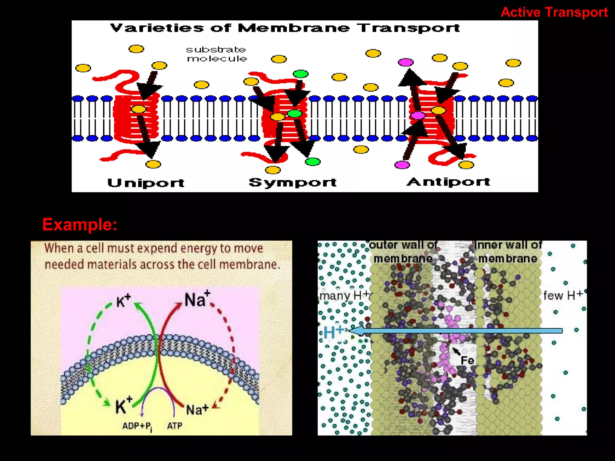 Movement of Substances Across Membrane Plasma | PPT