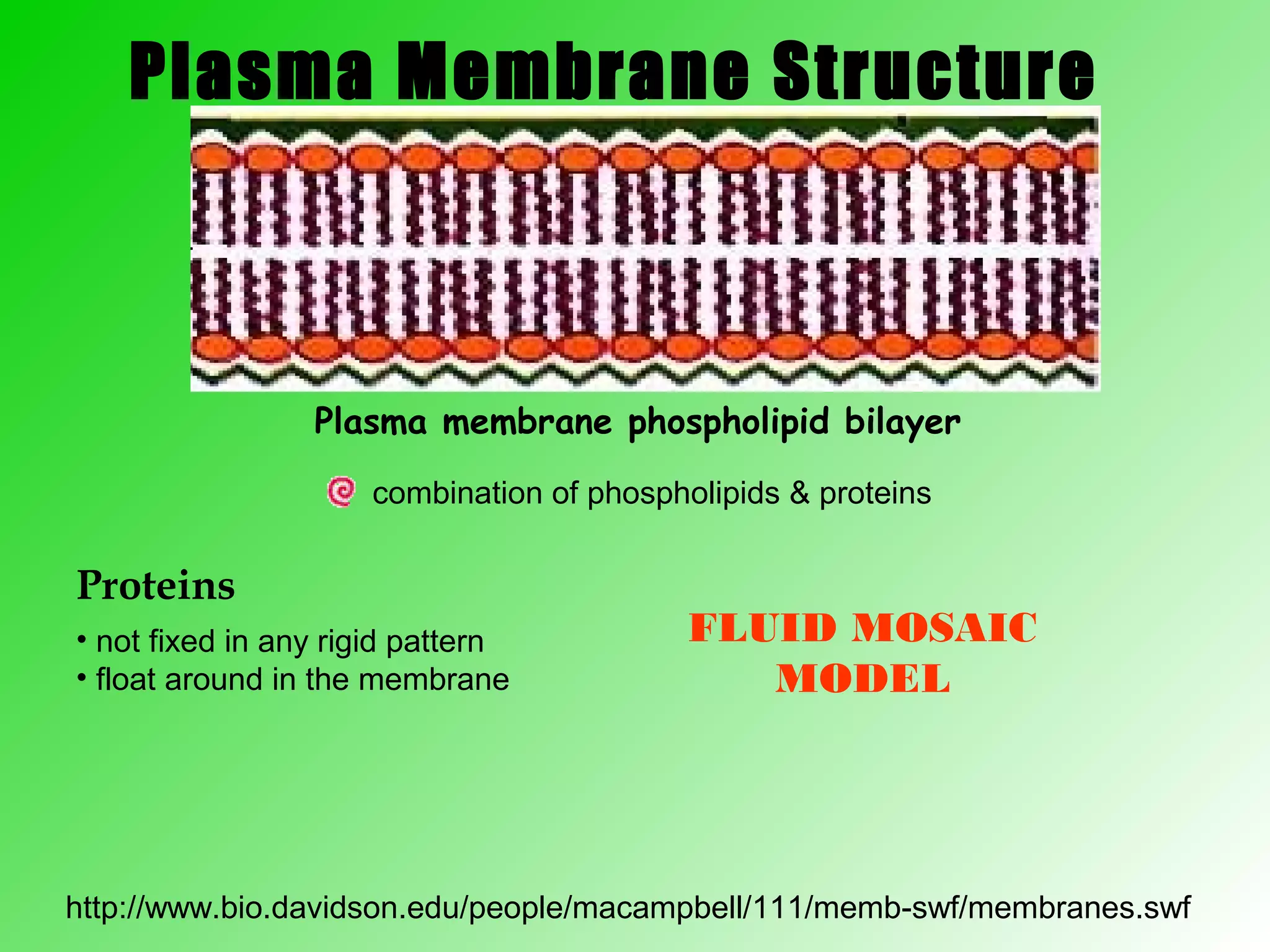 Movement of Substances Across Membrane Plasma | PPT