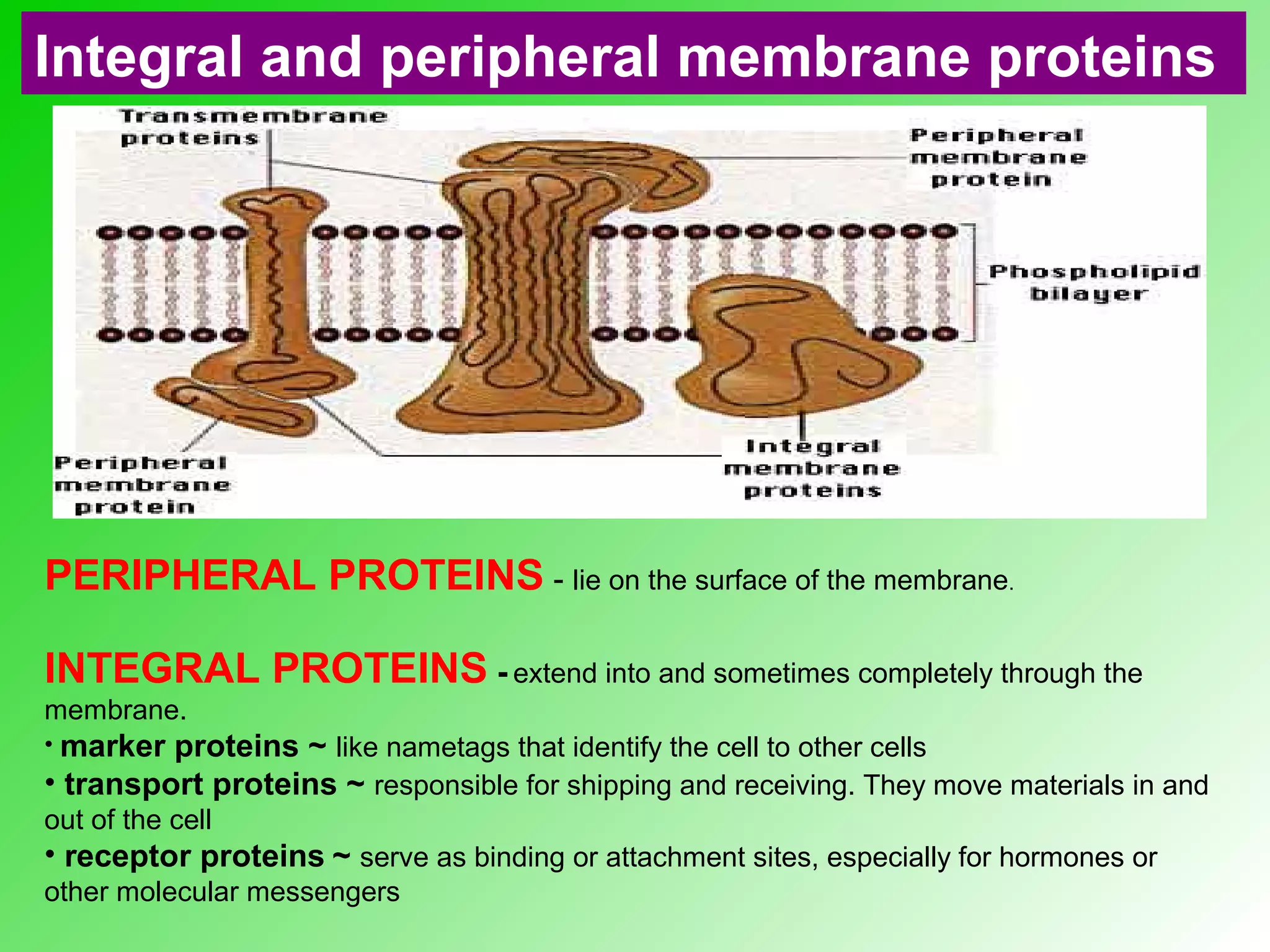 Movement of Substances Across Membrane Plasma | PPT