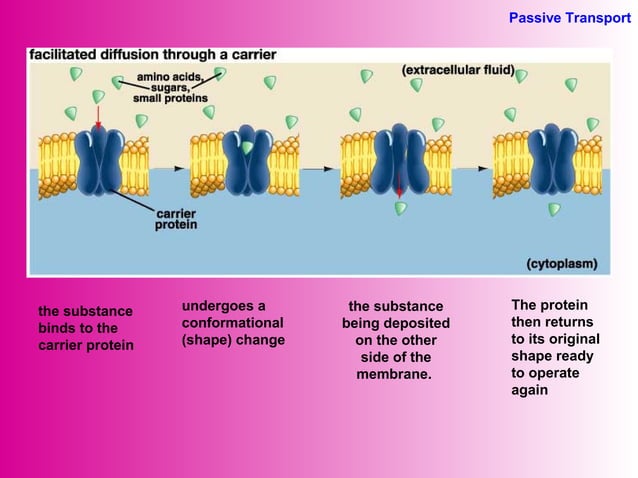 Movement of Substances Across Membrane Plasma | PPT