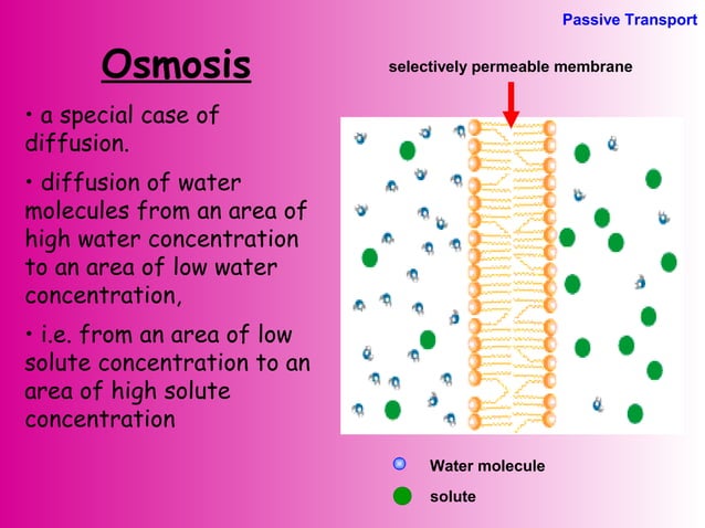 Movement of Substances Across Membrane Plasma | PPT