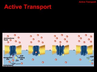 Movement of Substances Across Membrane Plasma | PPT