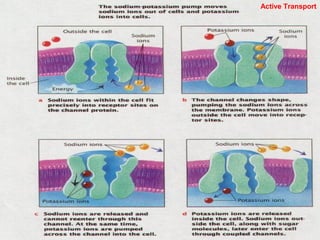 Movement of Substances Across Membrane Plasma | PPT