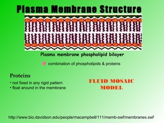Movement of Substances Across Membrane Plasma | PPT
