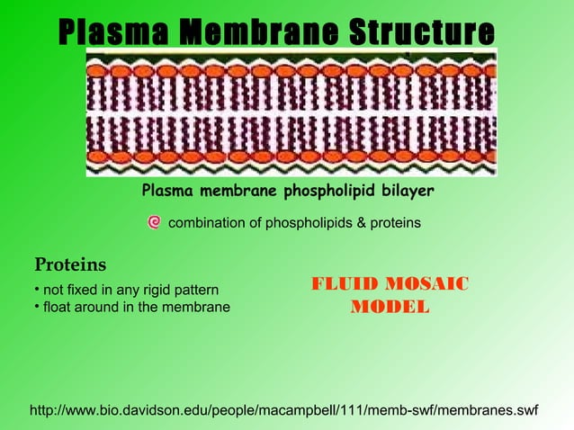 Movement of Substances Across Membrane Plasma | PPT