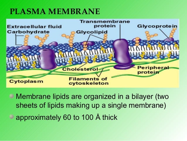 Movement of Substances Across Membrane Plasma