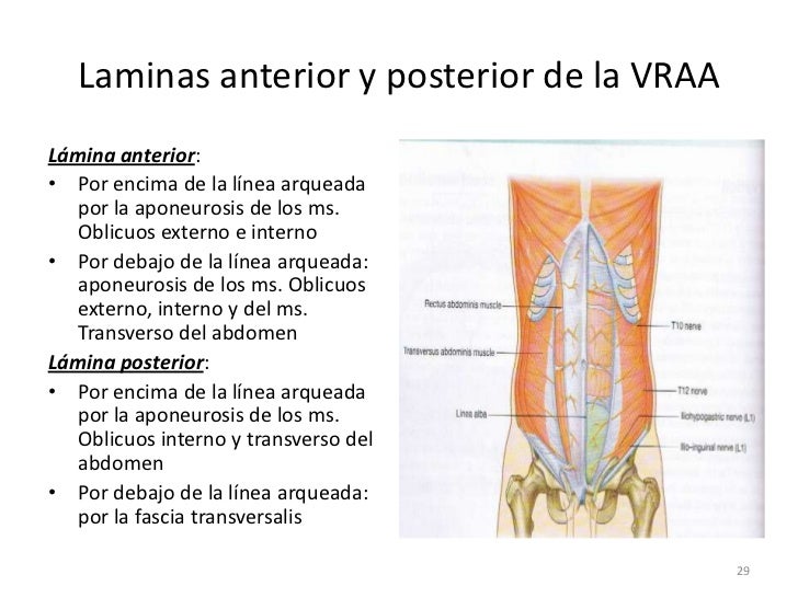 3.1 pared abdominal anterior