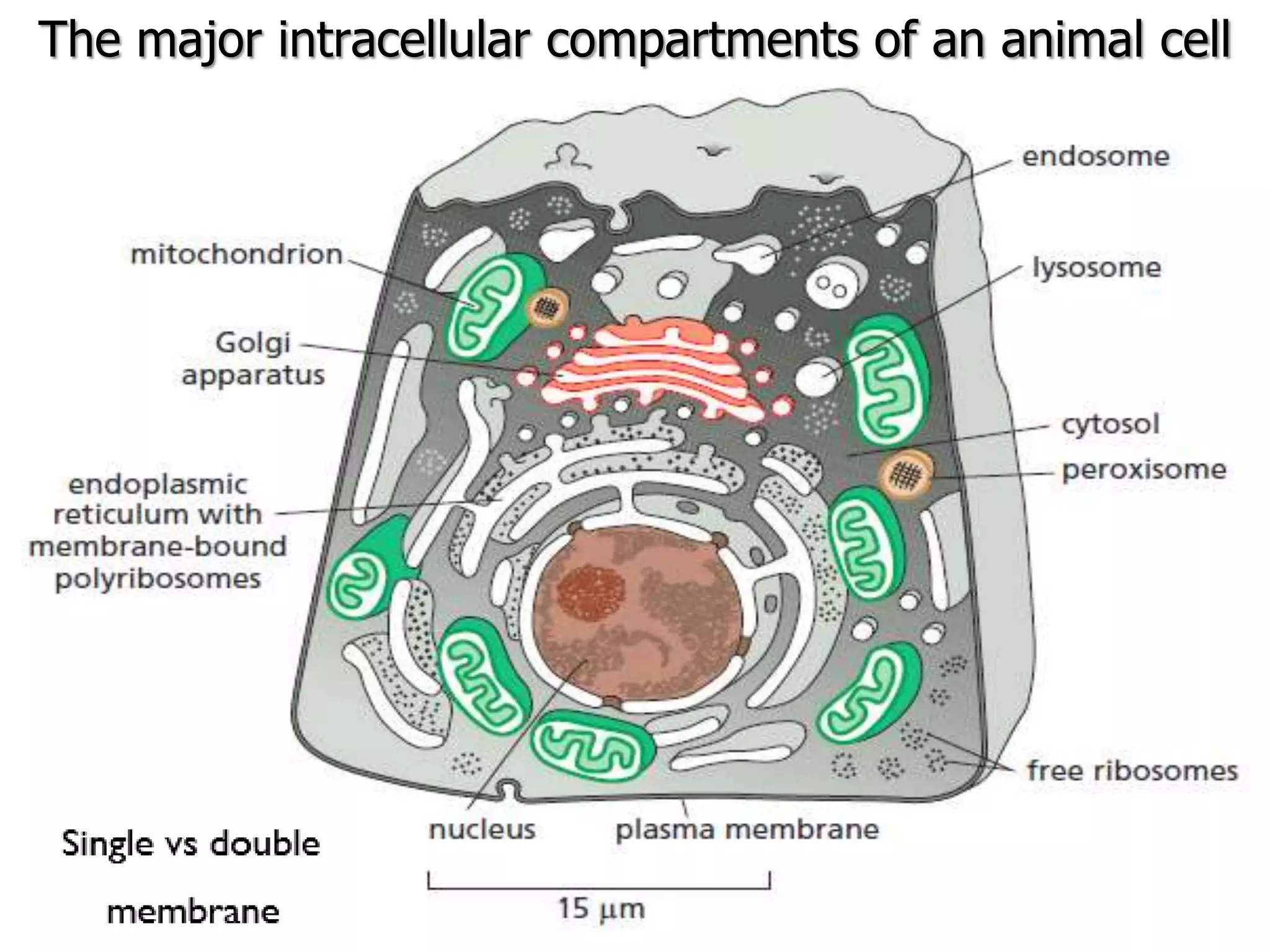 3-2-Intracellular Compartments & Protein Sorting.pptx