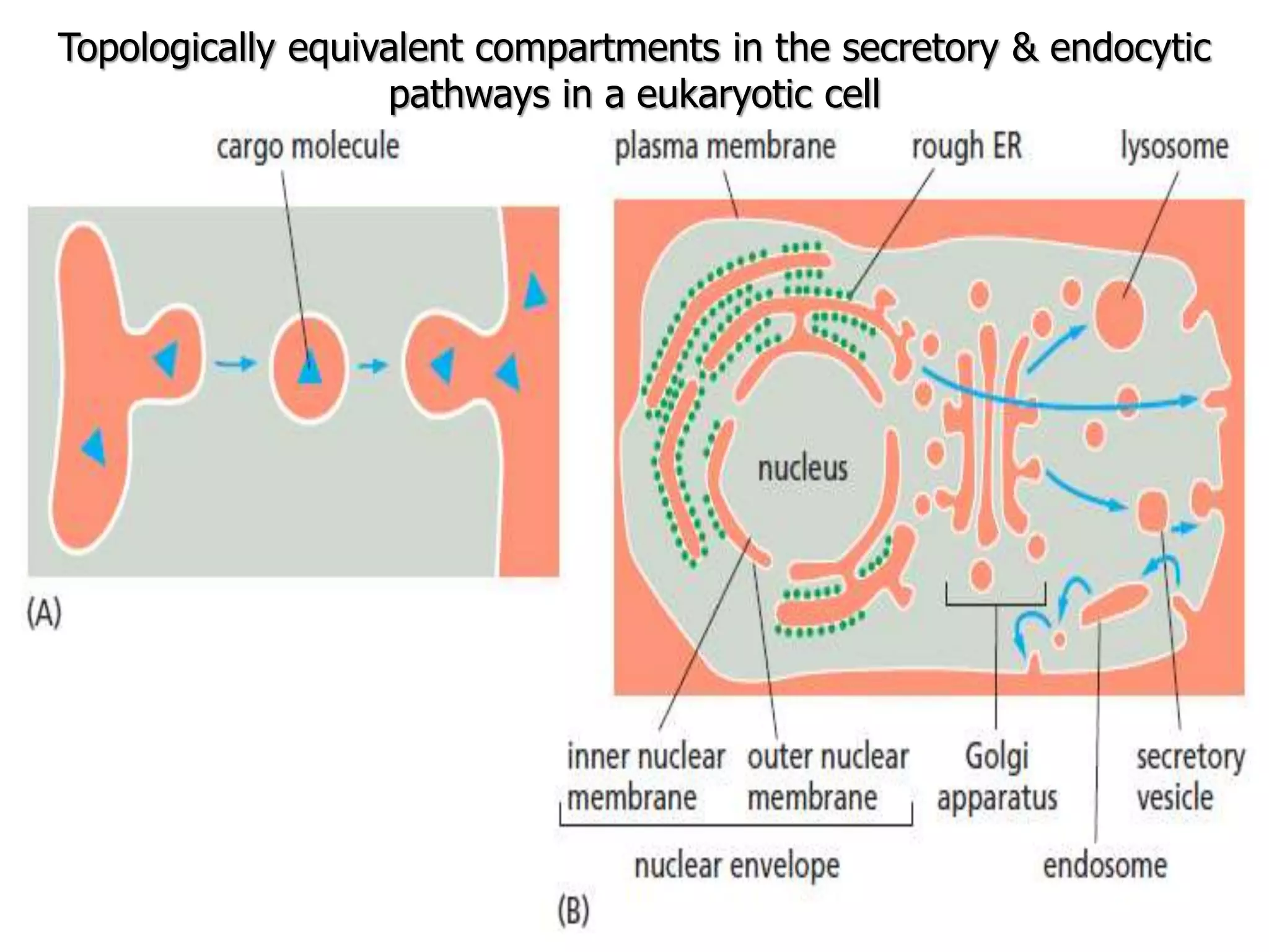 3-2-Intracellular Compartments & Protein Sorting.pptx
