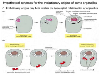 3-2-Intracellular Compartments & Protein Sorting.pptx
