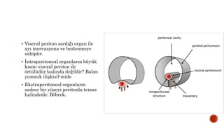 3-2-periton.pptx