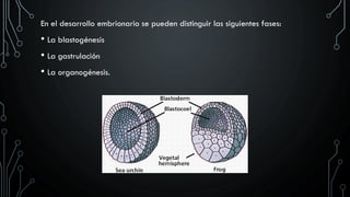 3. desarrollo embrionario semana 1 a 8 - hilares andia luis felipe | PDF