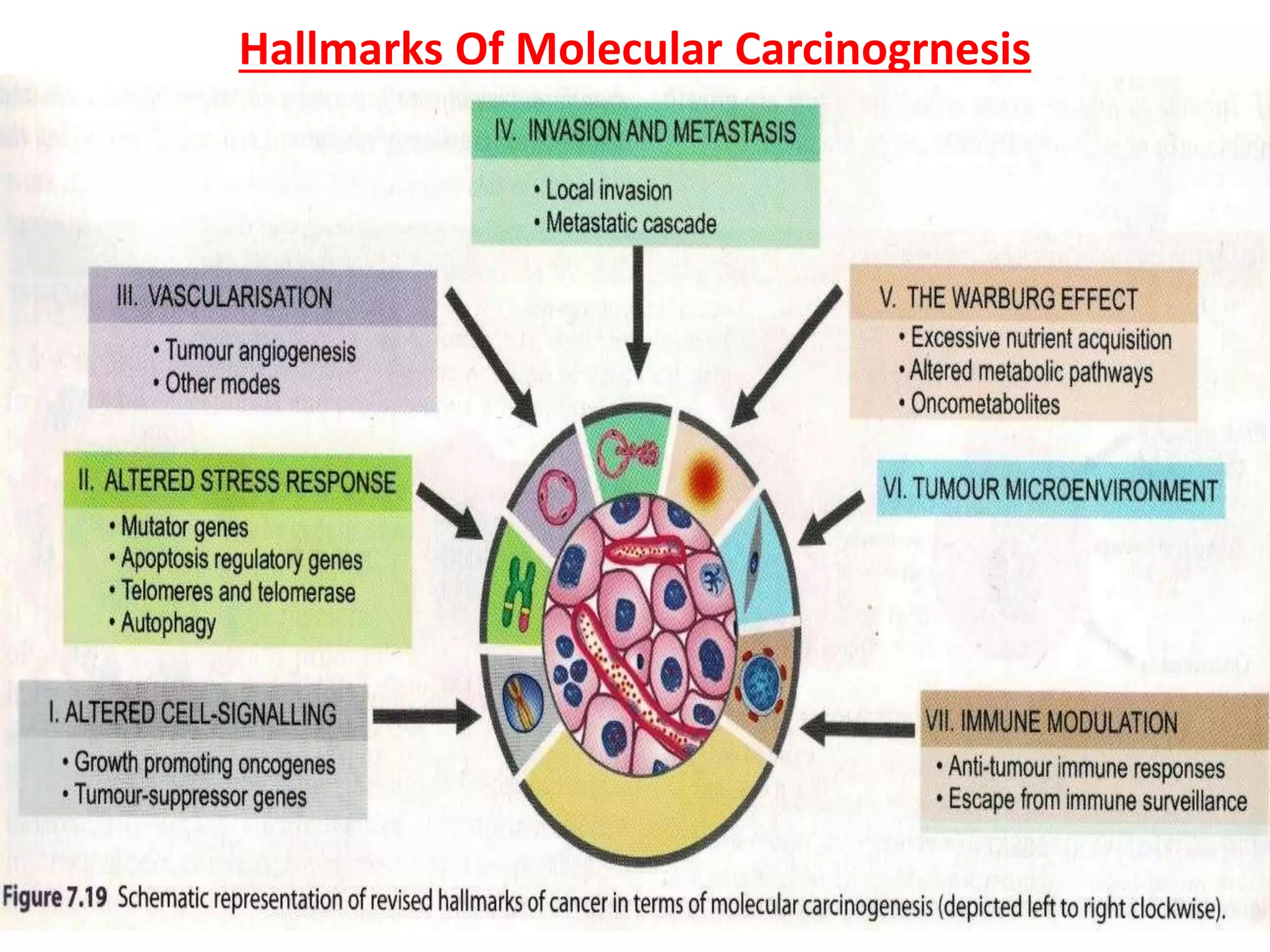 molecular pathogenesis of carcinogenesis | PPT
