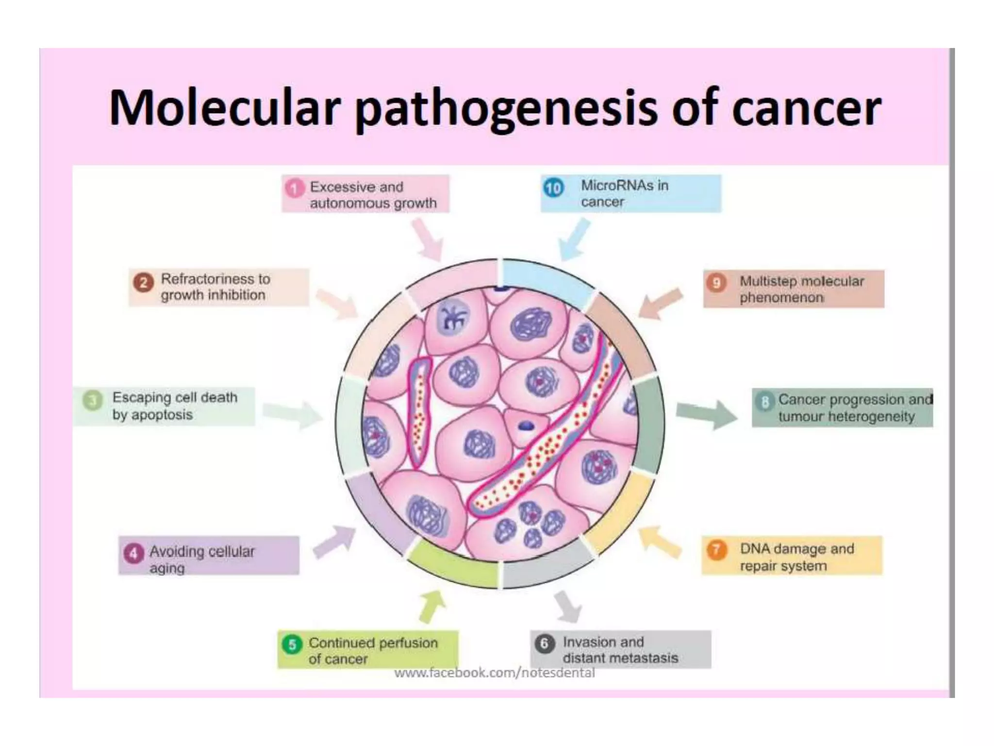 molecular pathogenesis of carcinogenesis | PPT