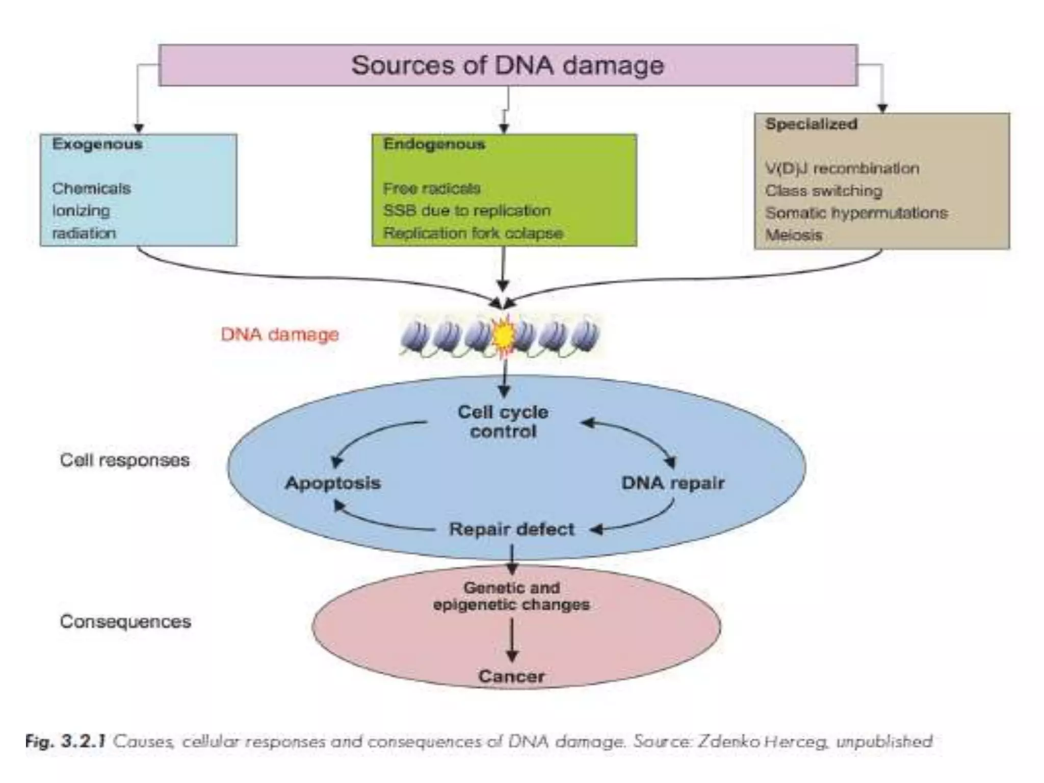 molecular pathogenesis of carcinogenesis | PPT