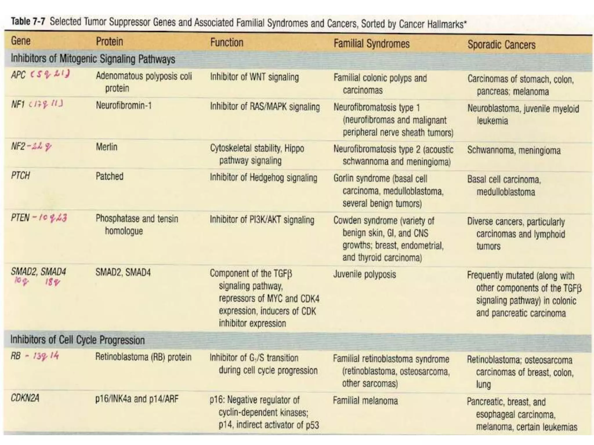 molecular pathogenesis of carcinogenesis | PPT
