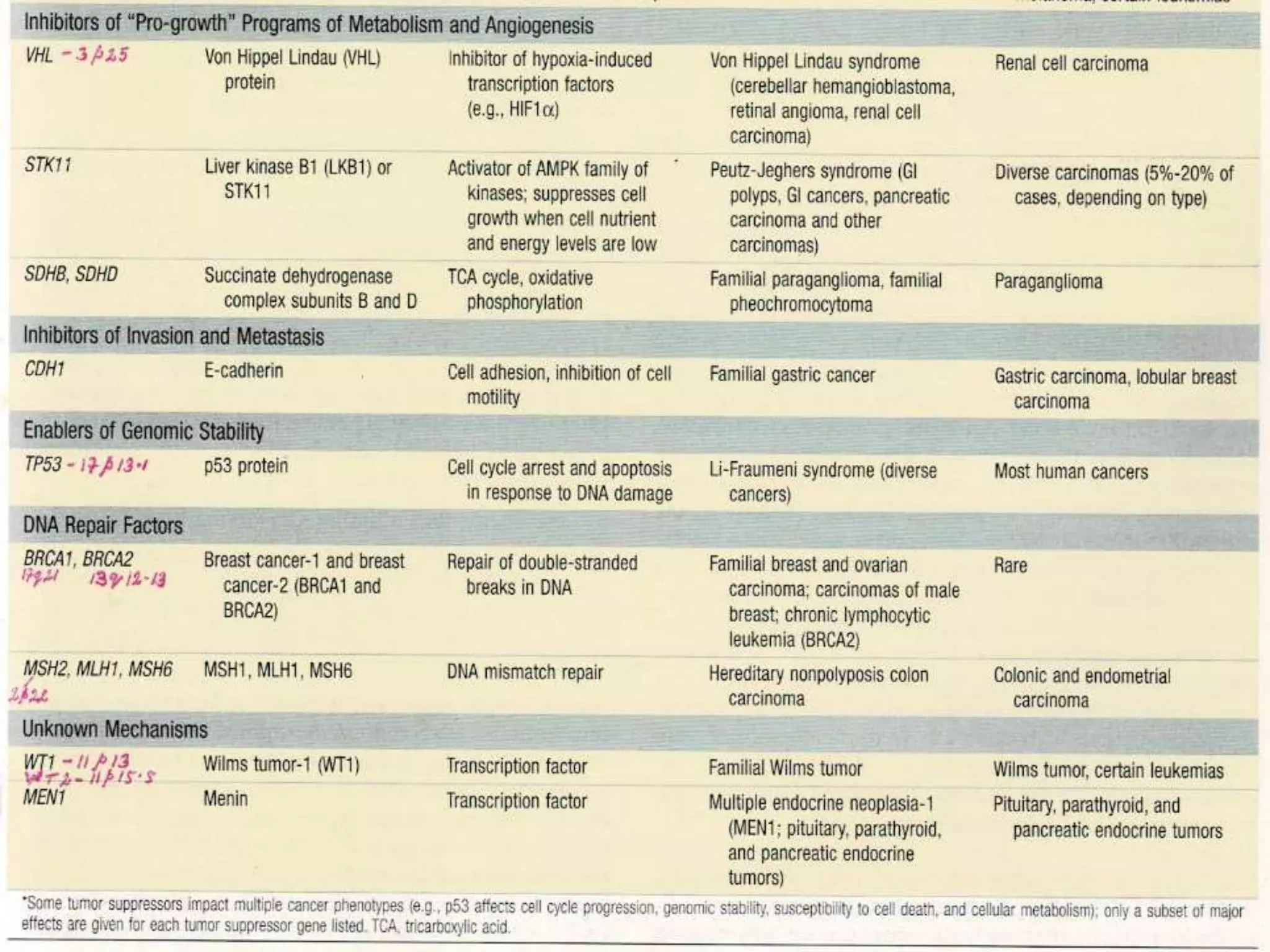 molecular pathogenesis of carcinogenesis | PPT