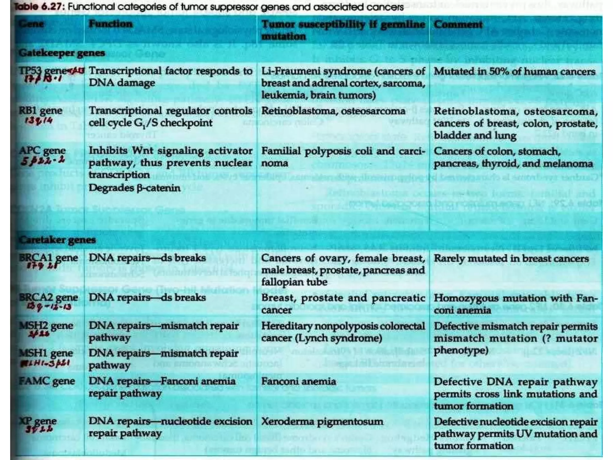 molecular pathogenesis of carcinogenesis | PPT