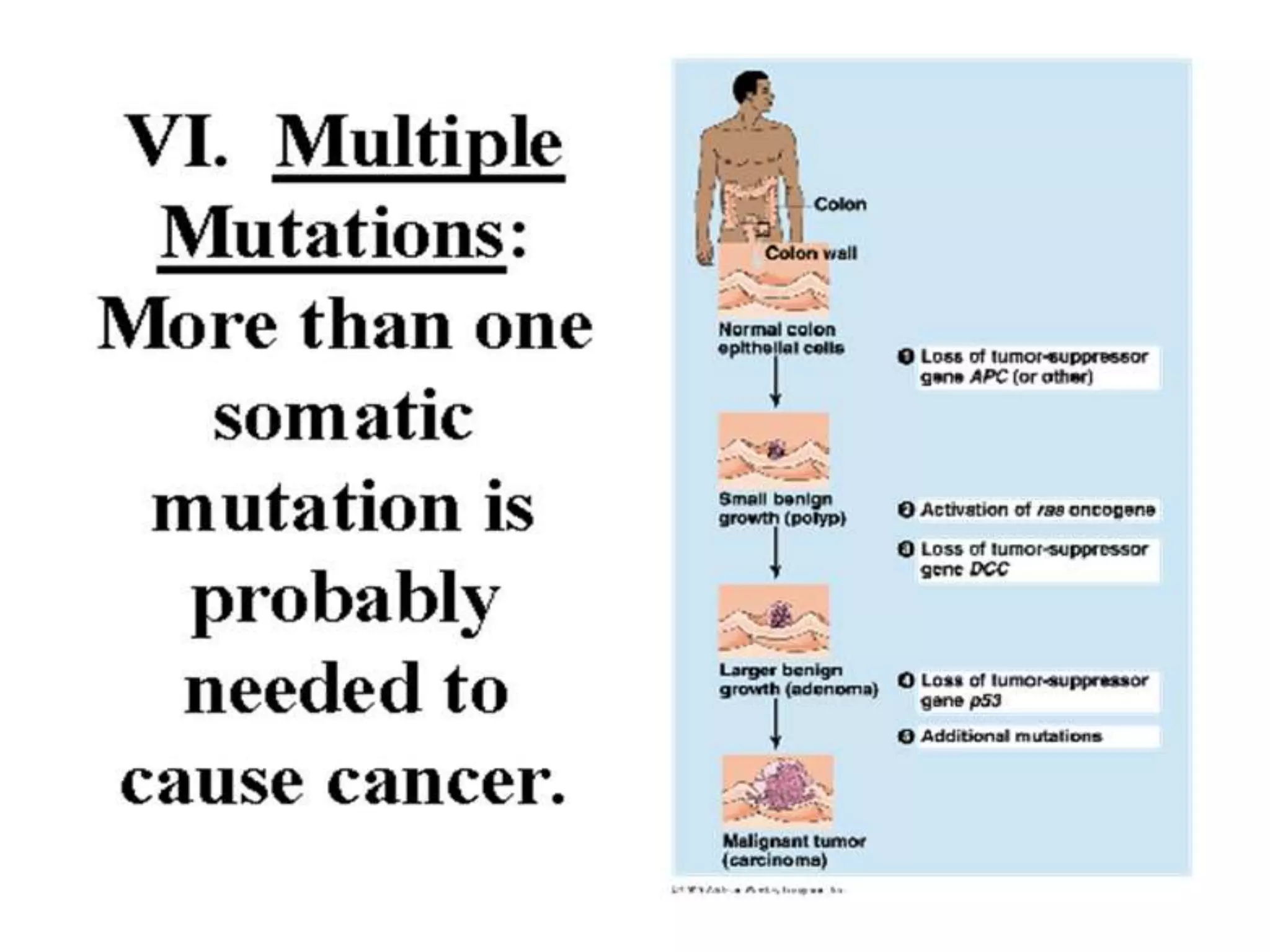 molecular pathogenesis of carcinogenesis | PPT