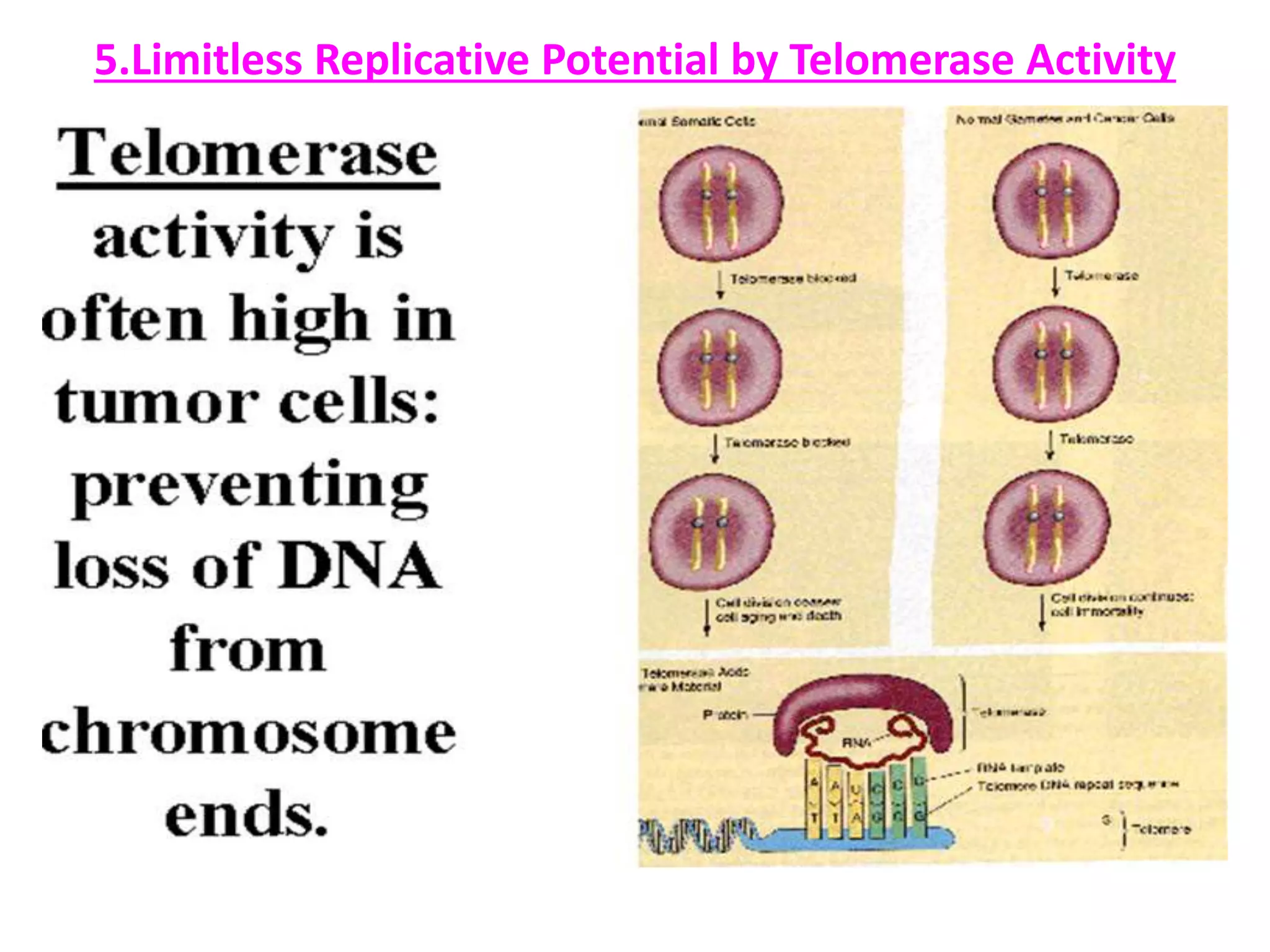 molecular pathogenesis of carcinogenesis | PPT