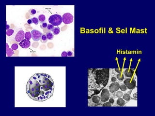 Mediator Radang | PPTX