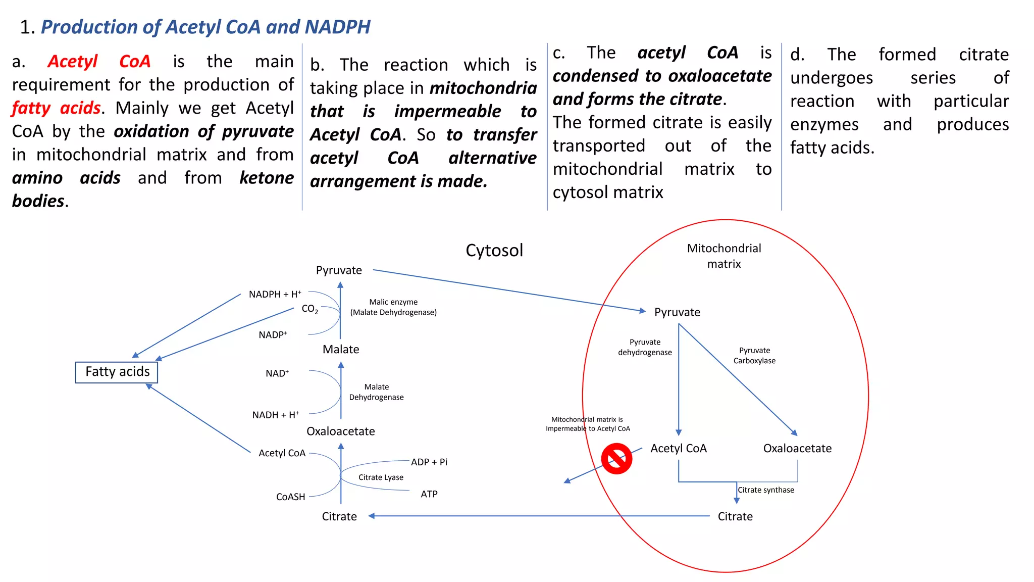 De novo synthesis of fatty acids (palmitic (2) | PPTX | Chemistry | Science
