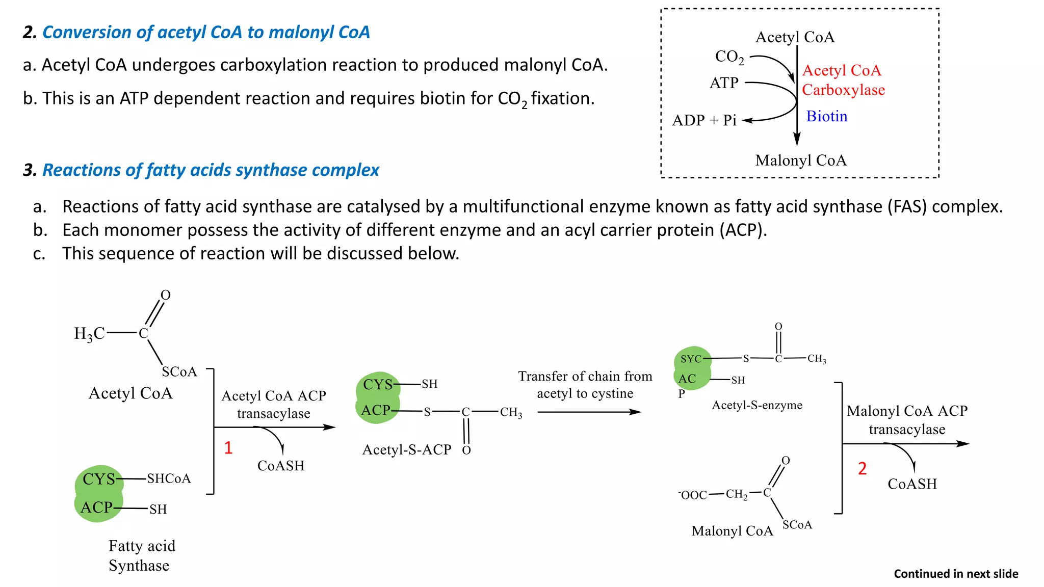 De novo synthesis of fatty acids (palmitic (2) | PPTX | Chemistry | Science