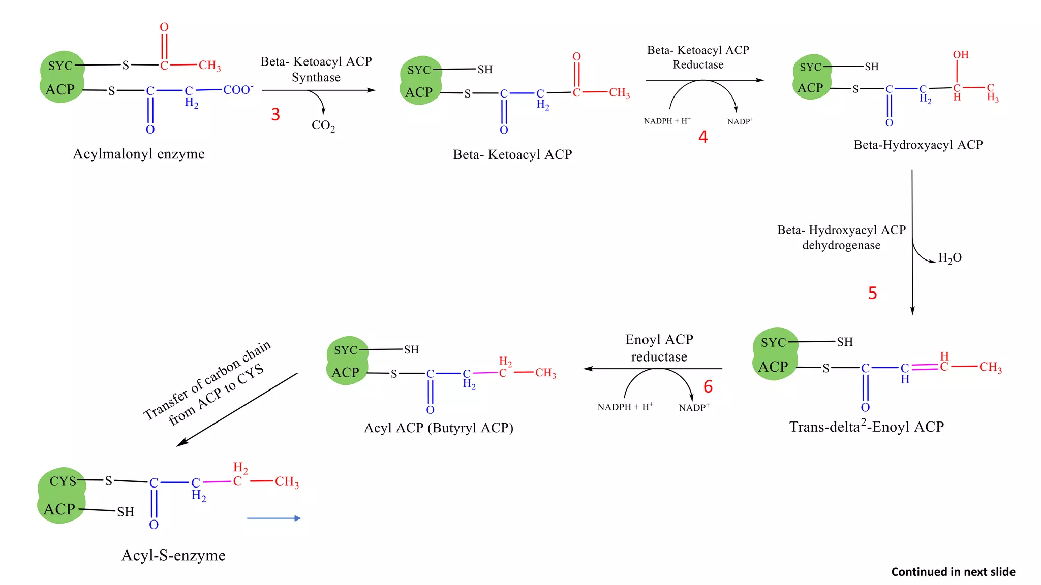 De novo synthesis of fatty acids (palmitic (2) | PPTX | Chemistry | Science