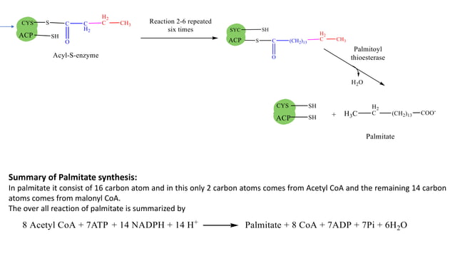 De novo synthesis of fatty acids (palmitic (2) | PPTX | Chemistry | Science
