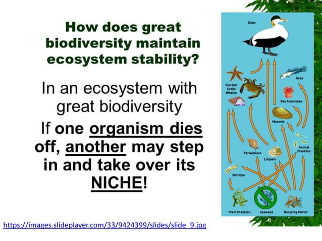 3.1 biodiversity - Biology - Class 9 - FBISE Islamabad Pakistan | PPT