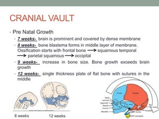 3. cranio facial development | PPTX | Pregnancy | Reproductive Health