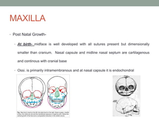 3. cranio facial development | PPTX | Pregnancy | Reproductive Health