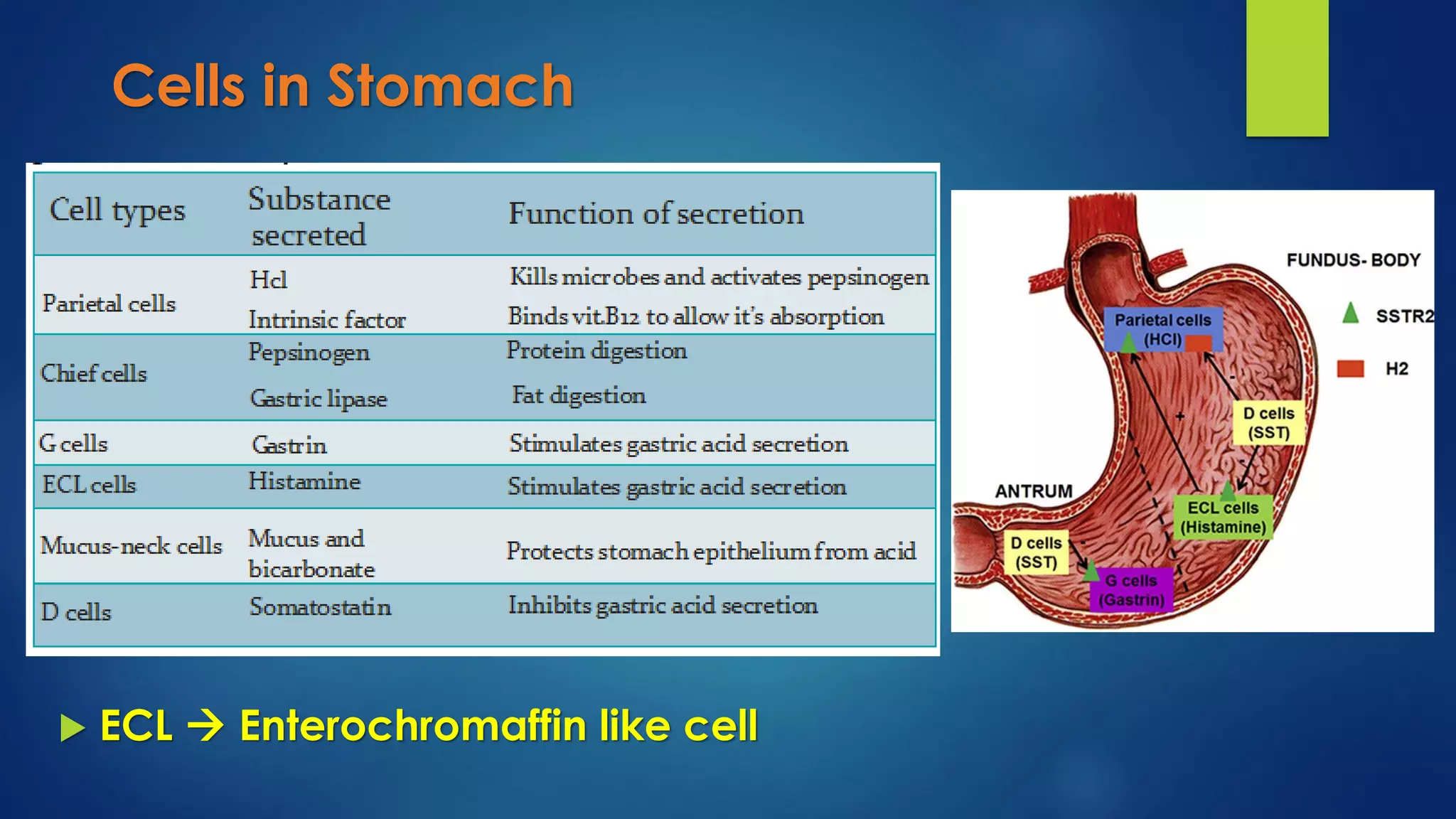 3. drugs used in gastrointestinal system | PPT | Free Download