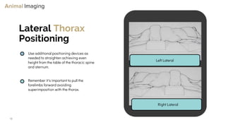 Optimizing Small Animal Thoracic Radiographs | PPT