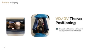 Optimizing Small Animal Thoracic Radiographs | PPT