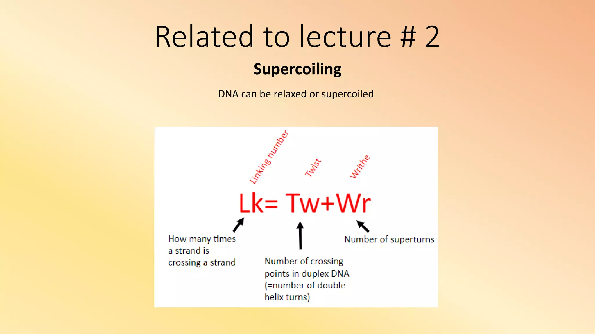 3. direction and elongation of dna replication in prokaryotes | PPT