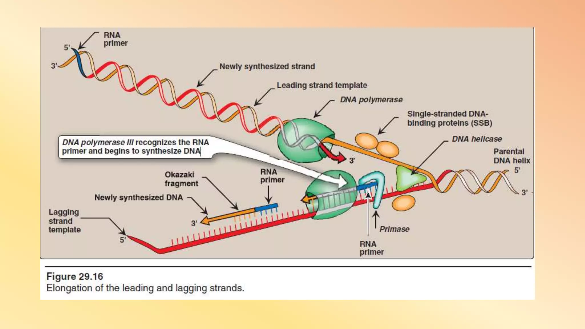 3. direction and elongation of dna replication in prokaryotes | PPT