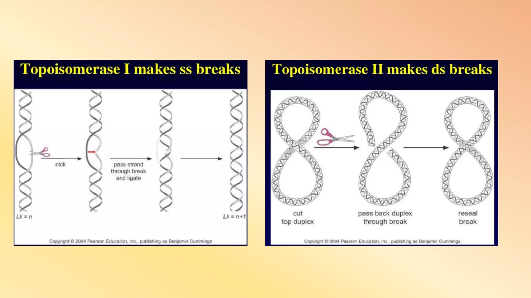 3. direction and elongation of dna replication in prokaryotes | PPT