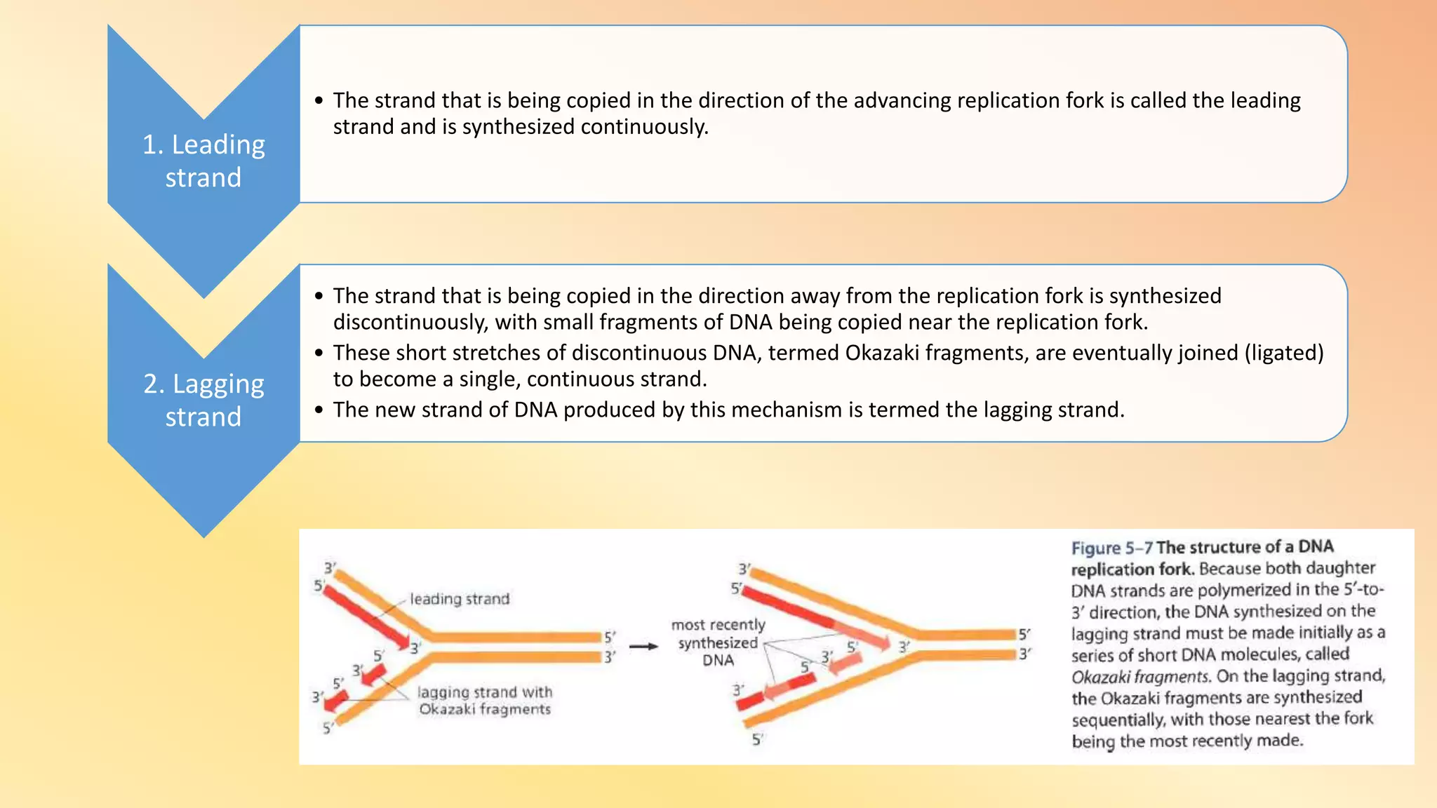 3. direction and elongation of dna replication in prokaryotes | PPT