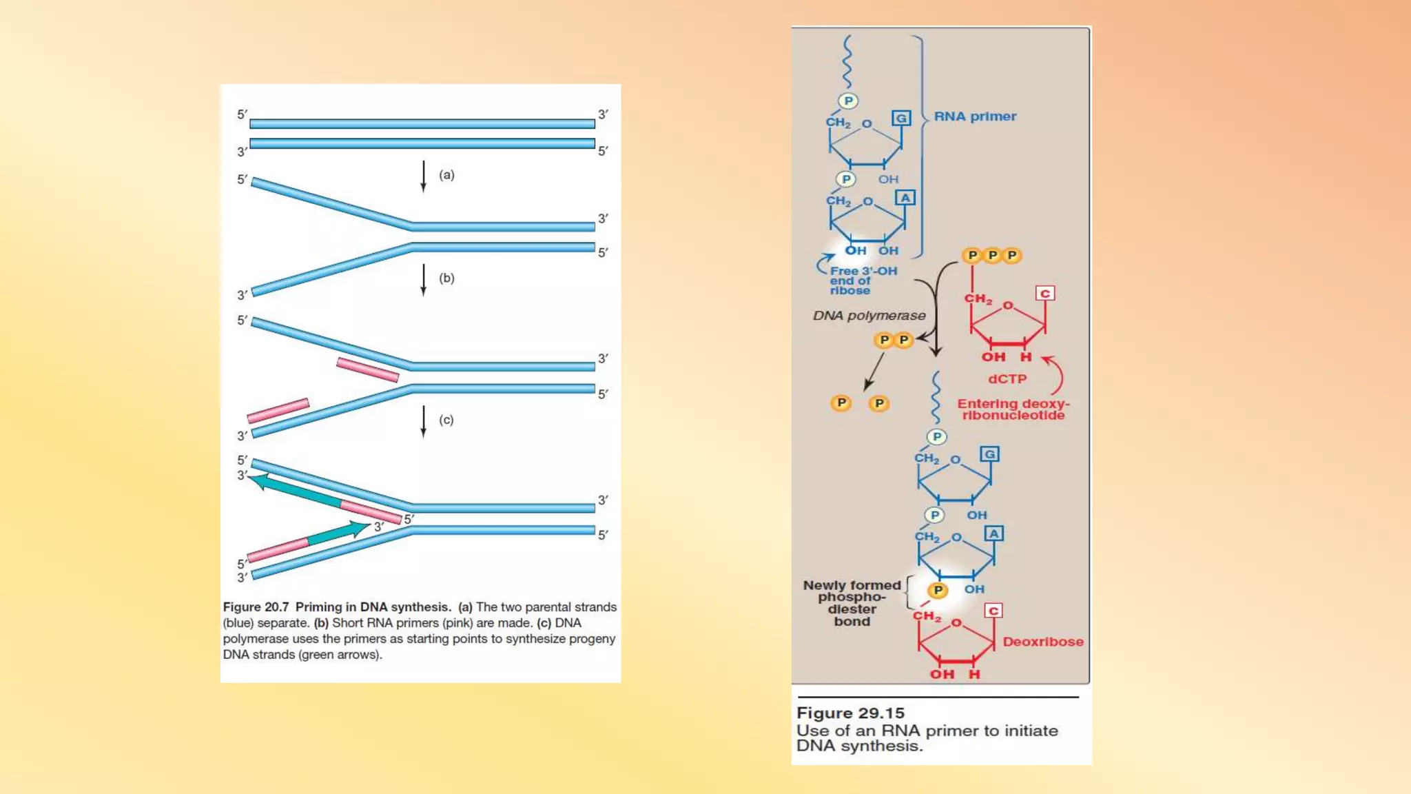 3. direction and elongation of dna replication in prokaryotes | PPT