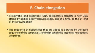 3. direction and elongation of dna replication in prokaryotes | PPT