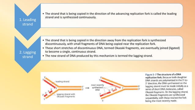 3. direction and elongation of dna replication in prokaryotes | PPT