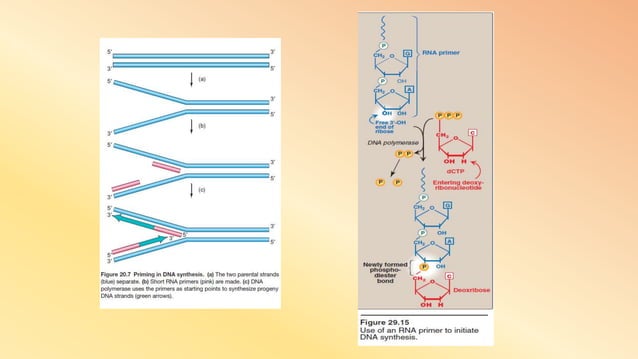 3. direction and elongation of dna replication in prokaryotes | PPT