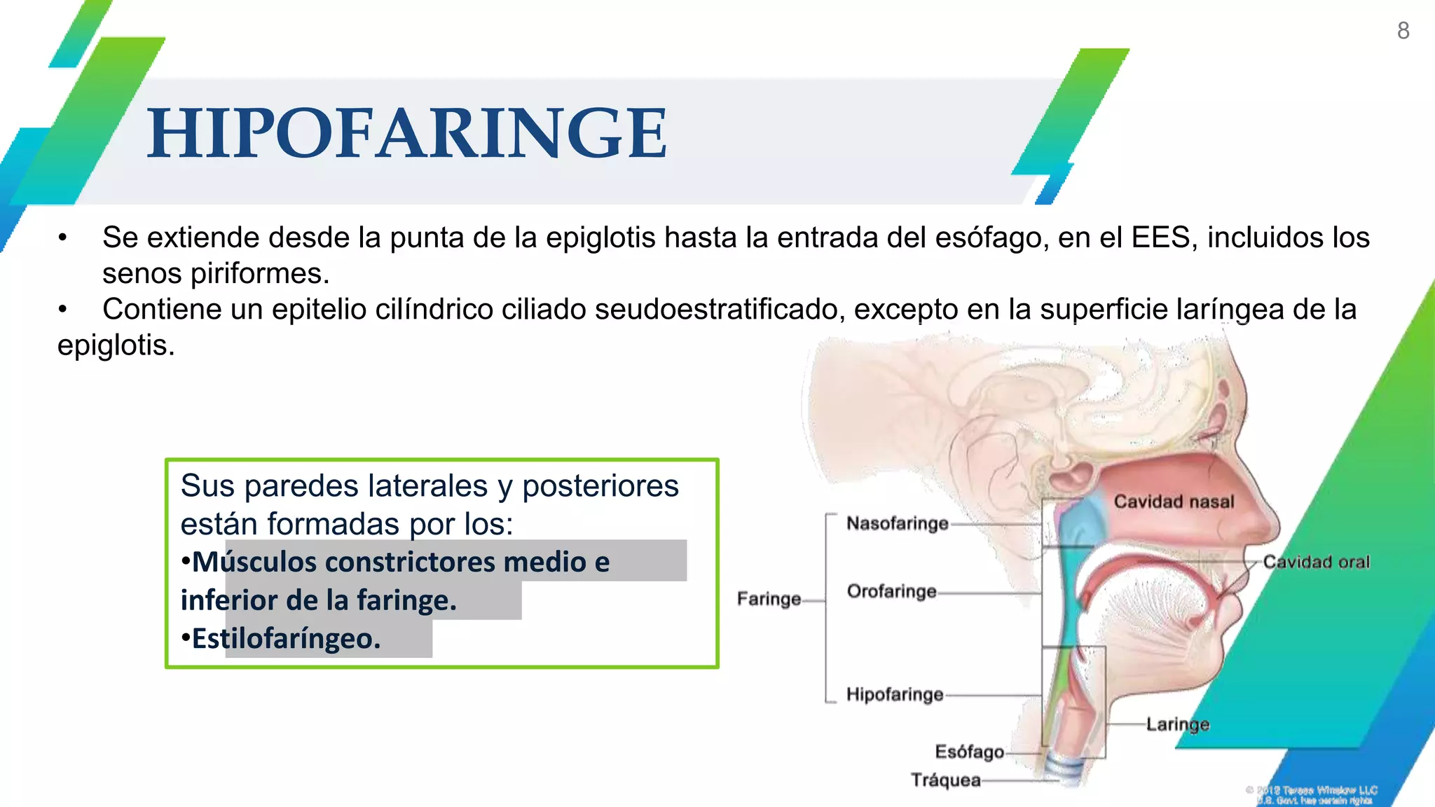 ANATOMIA DE NASOFARINGRE , ORO E HIPOFARINGE- ORL | PPT