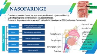 ANATOMIA DE NASOFARINGRE , ORO E HIPOFARINGE- ORL | PPT
