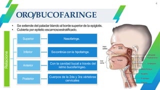 ANATOMIA DE NASOFARINGRE , ORO E HIPOFARINGE- ORL | PPT